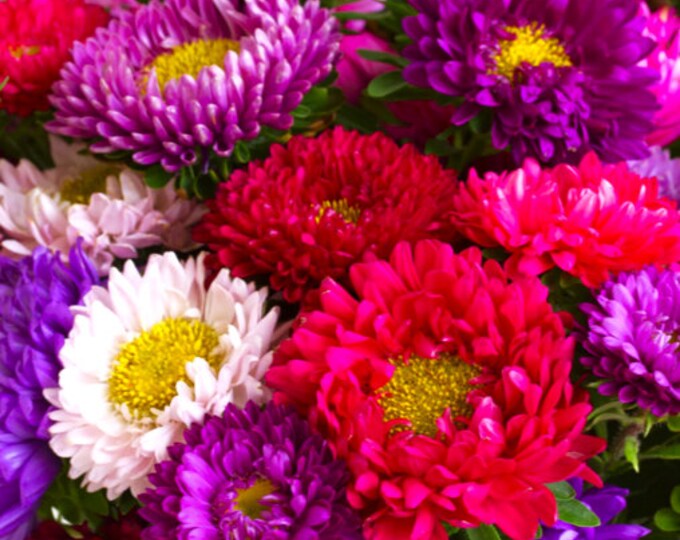 Aster Flower Mix Seeds, the Roses Mix, White, Blush Apricot, Pastel Pink Peony Asters // Non-gmo ...