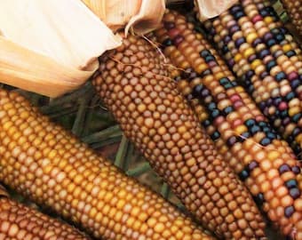 Native American Popcorn - Etsy