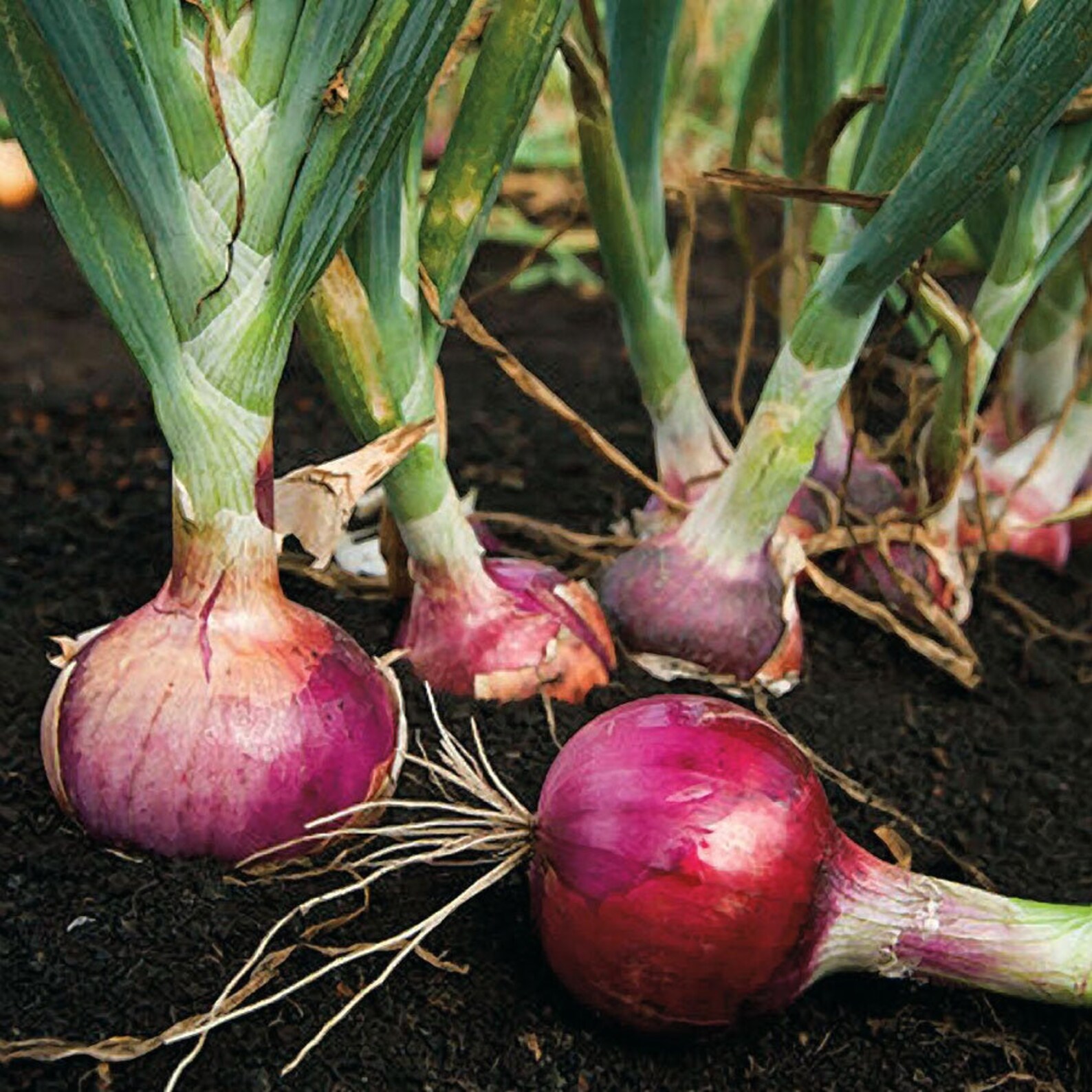 Red Burgundy Onion Seeds Sweet Short Day Onions Heirloom - Etsy