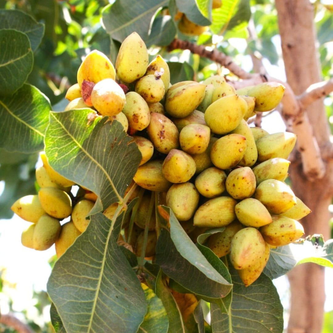 Pistachio Tree Seeds Pistacia Vera Green Pista Pistache Persian Fruit ...