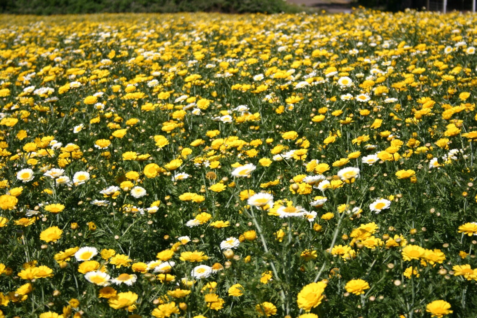 Garland Mix Daisy Flower Seeds USA Garden Yellow White - Etsy
