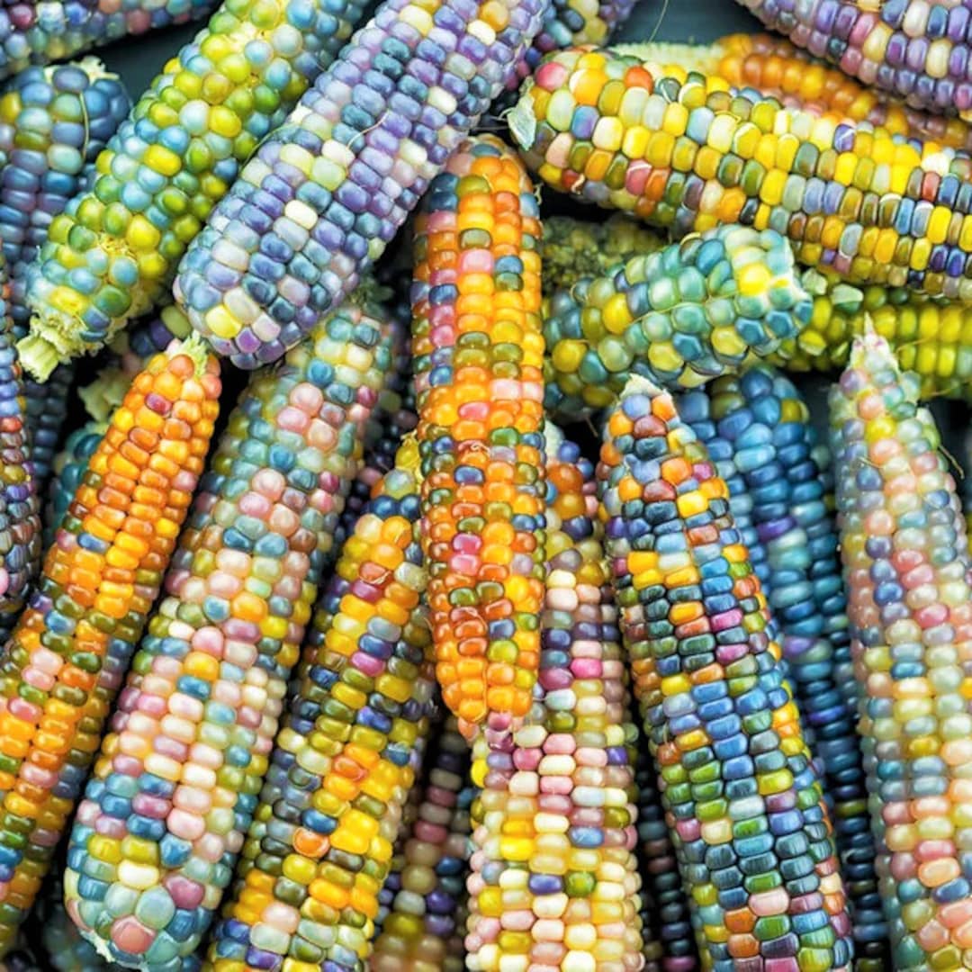 Colorful Corn