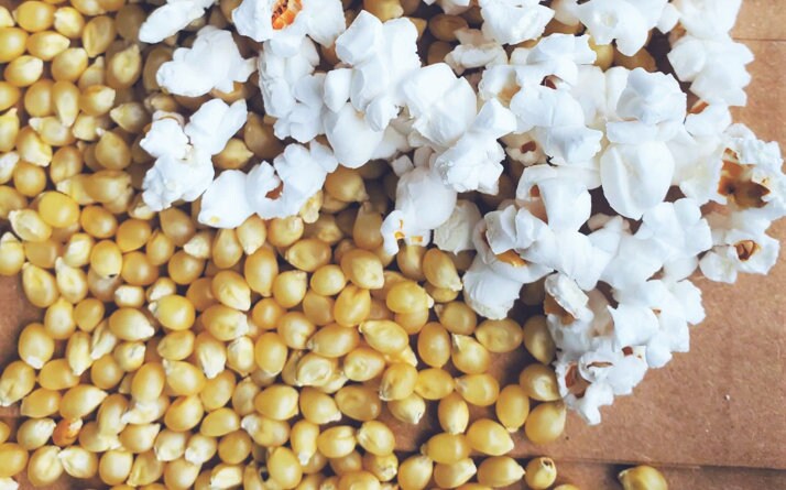Japanese White Hulless Popcorn Seeds Popping Ornamental Corn - Etsy