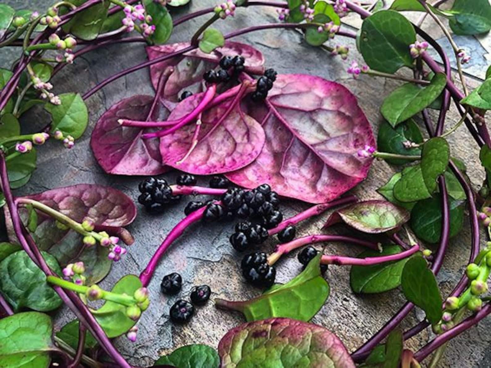 Red Stem Malabar Spinach Seeds Basella Alba Rubra Leaf - Etsy