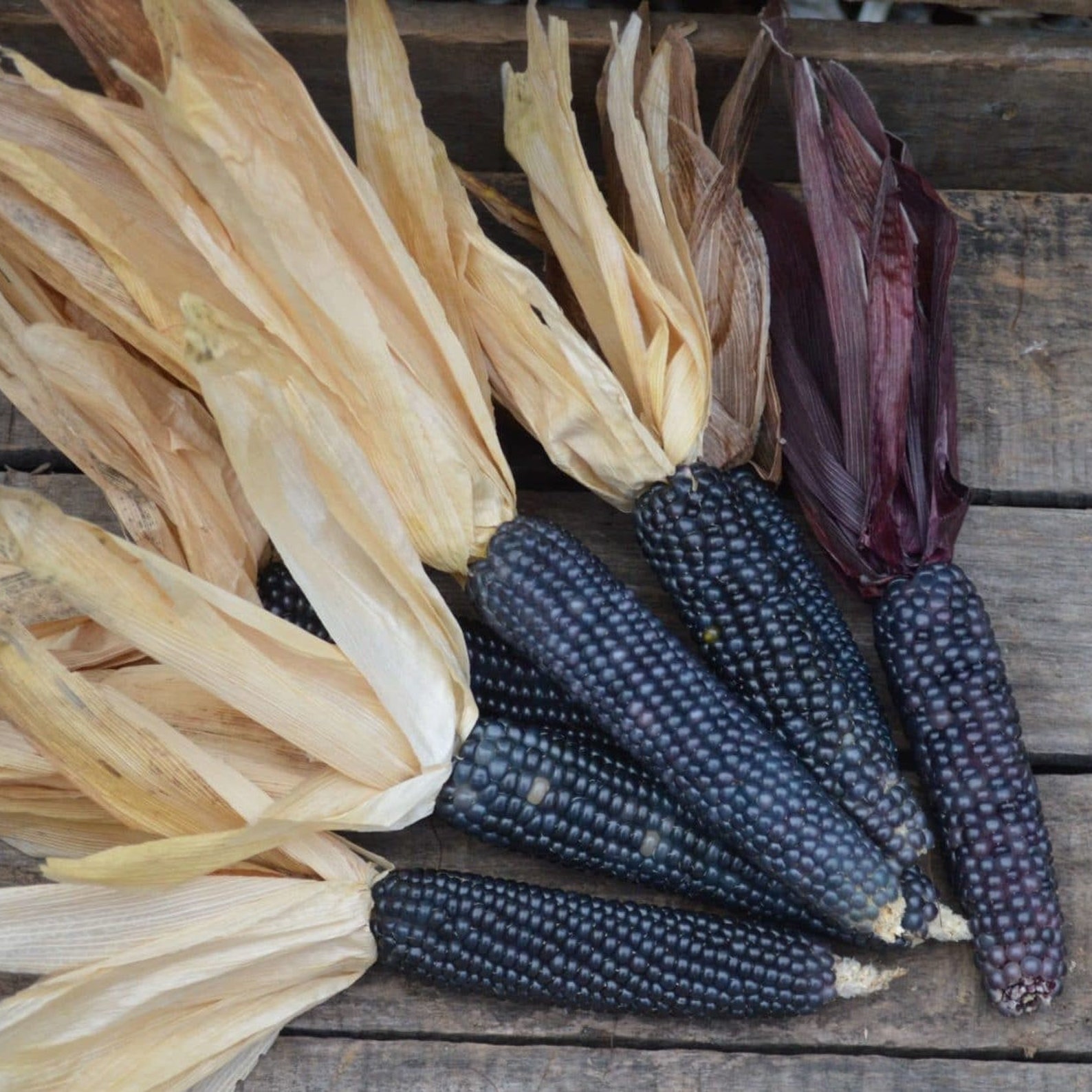 Shades of Blue Indian Corn Seeds Maize Native American Fall | Etsy