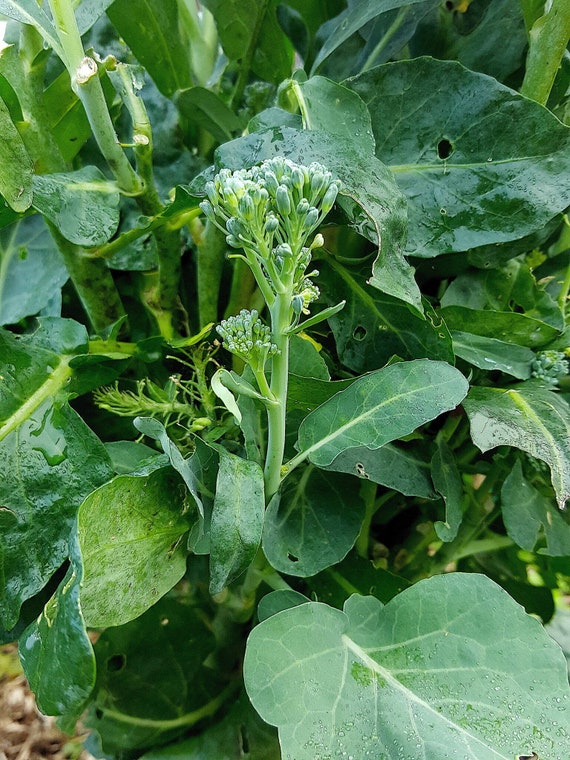 Broccolini Plants