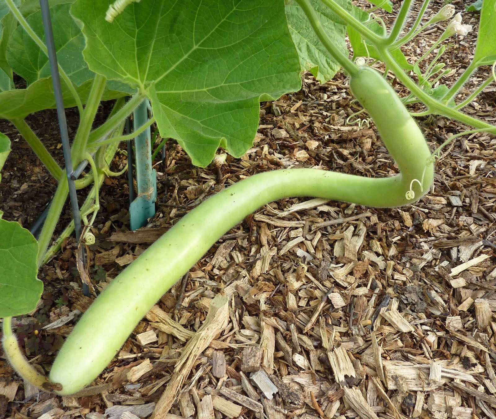 Cucuzza Squash Seeds Lagenaria Cucuzzi Snake Gourd Italian - Etsy