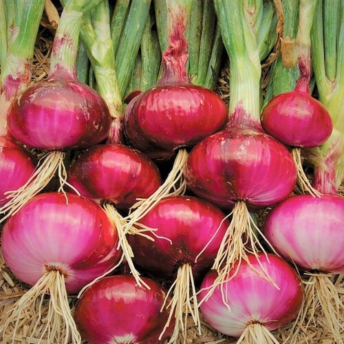 USA SELLER Ruby Red Onion long Day 100 Seeds HEIRLOOM Allium - Etsy