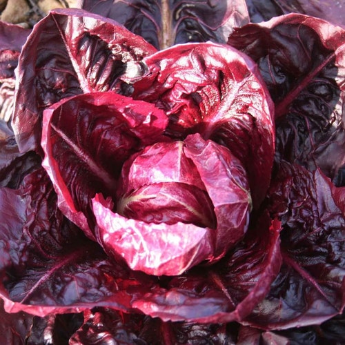 Palla Rossa Radicchio Seeds Heirloom Red Purple Italian - Etsy