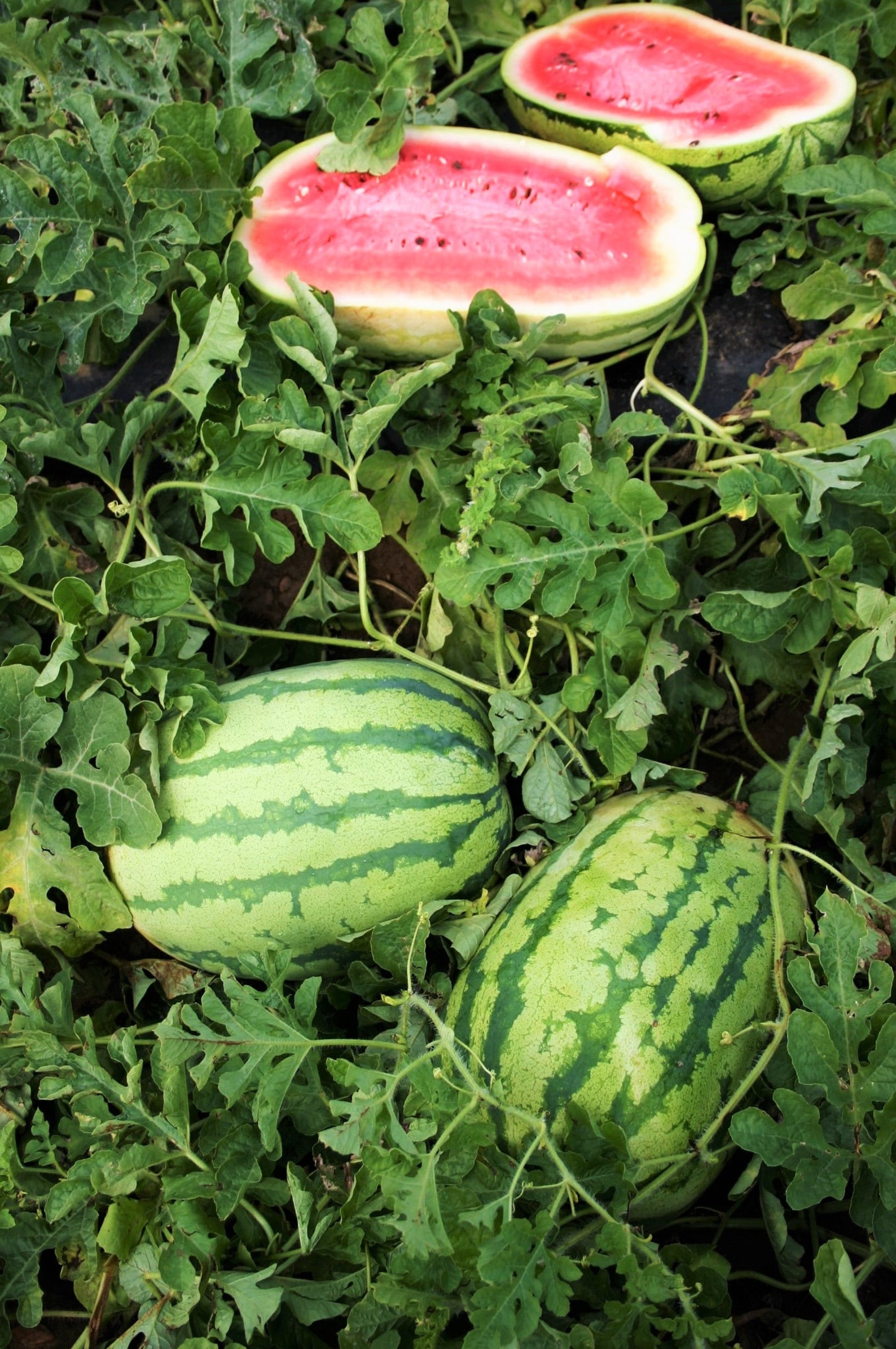 Jubilee Watermelon Seeds Green Striped Pink Red Watermelons - Etsy
