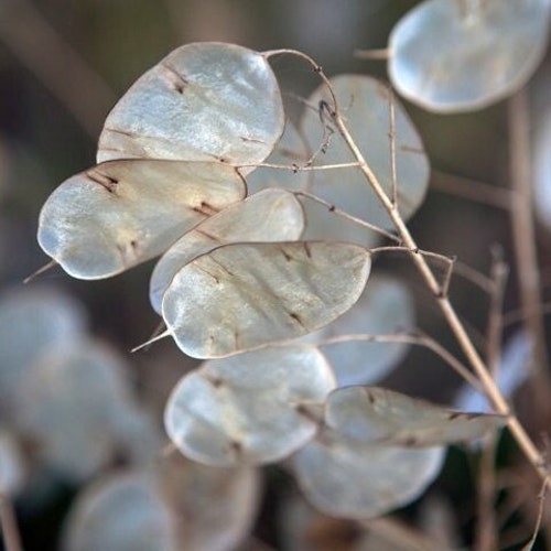 50 Lunaria Biennis Money Plant Seeds, Flower Seeds, Non-gmo - Etsy