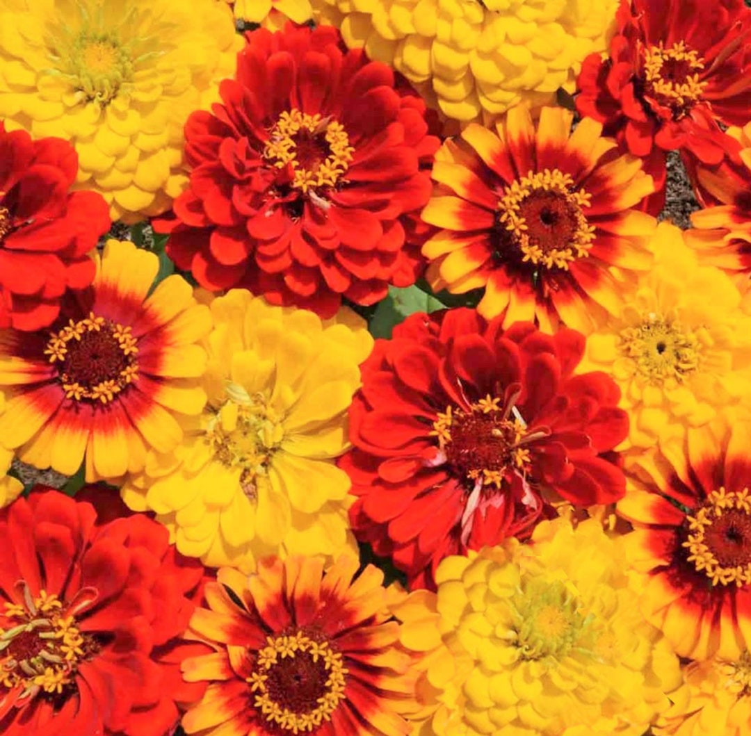 South of the Border Mix Zinnia Seeds Sombrero Scarlet Red Canary Yellow ...