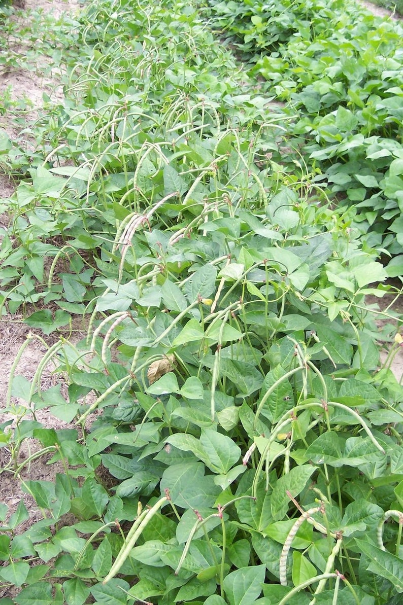 Texas Cream 40 Pea Cowpea Seeds Southern Field Cow Pea - Etsy