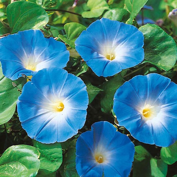 Outdoor & Gardening 20 Heavenly Blue Morning Glory Seeds Ipomoea Nil ...