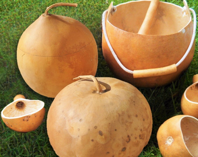 Giant Ornamental Fall Gourd Mix giant Size Gourds - Etsy