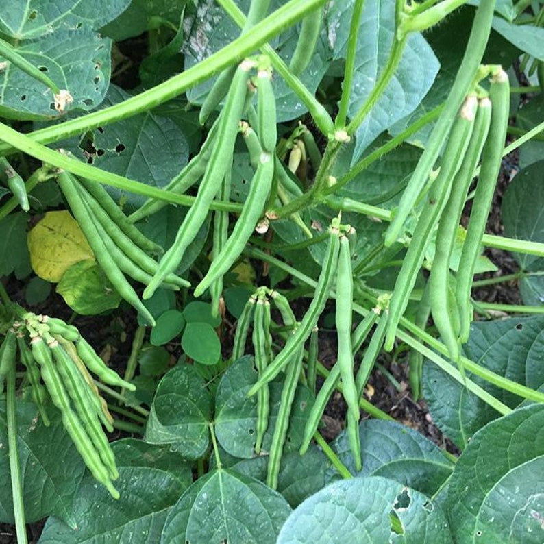 Adzuki Red Bean Seeds USA Vegetable Asian Azuki Aduki Mung | Etsy