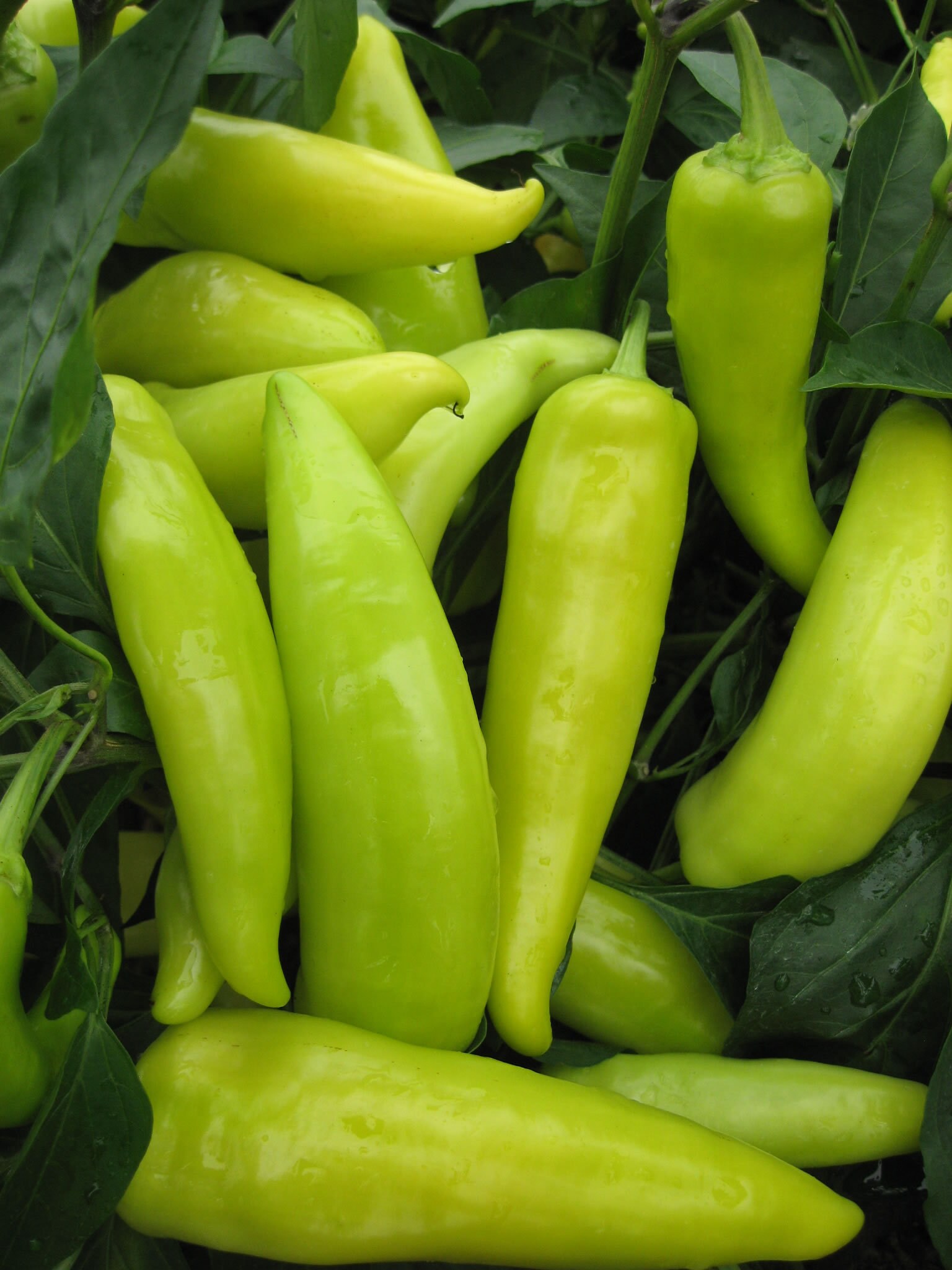 Hungarian Hot Wax Pepper Seeds 15000 Scoville Guero Yellow - Etsy