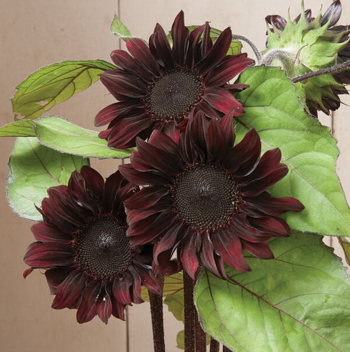 Chocolate Cherry Sunflower Seeds USA Garden Flowers Summer | Etsy