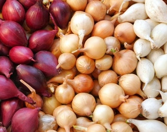Onion Seeds, Texas Early Grano Onion Seeds,cool BEANS N Sprouts Brand ...