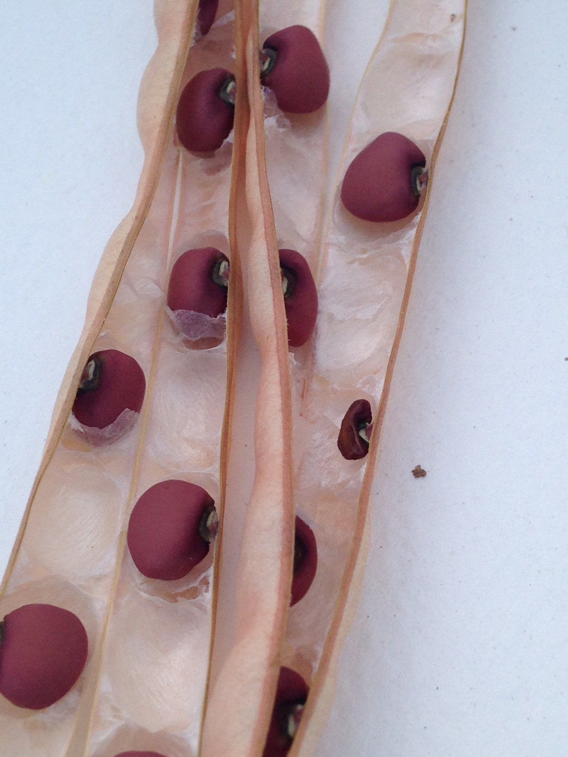 Red Ripper Cowpea Seeds Organic Non GMO Heirloom USA | Etsy