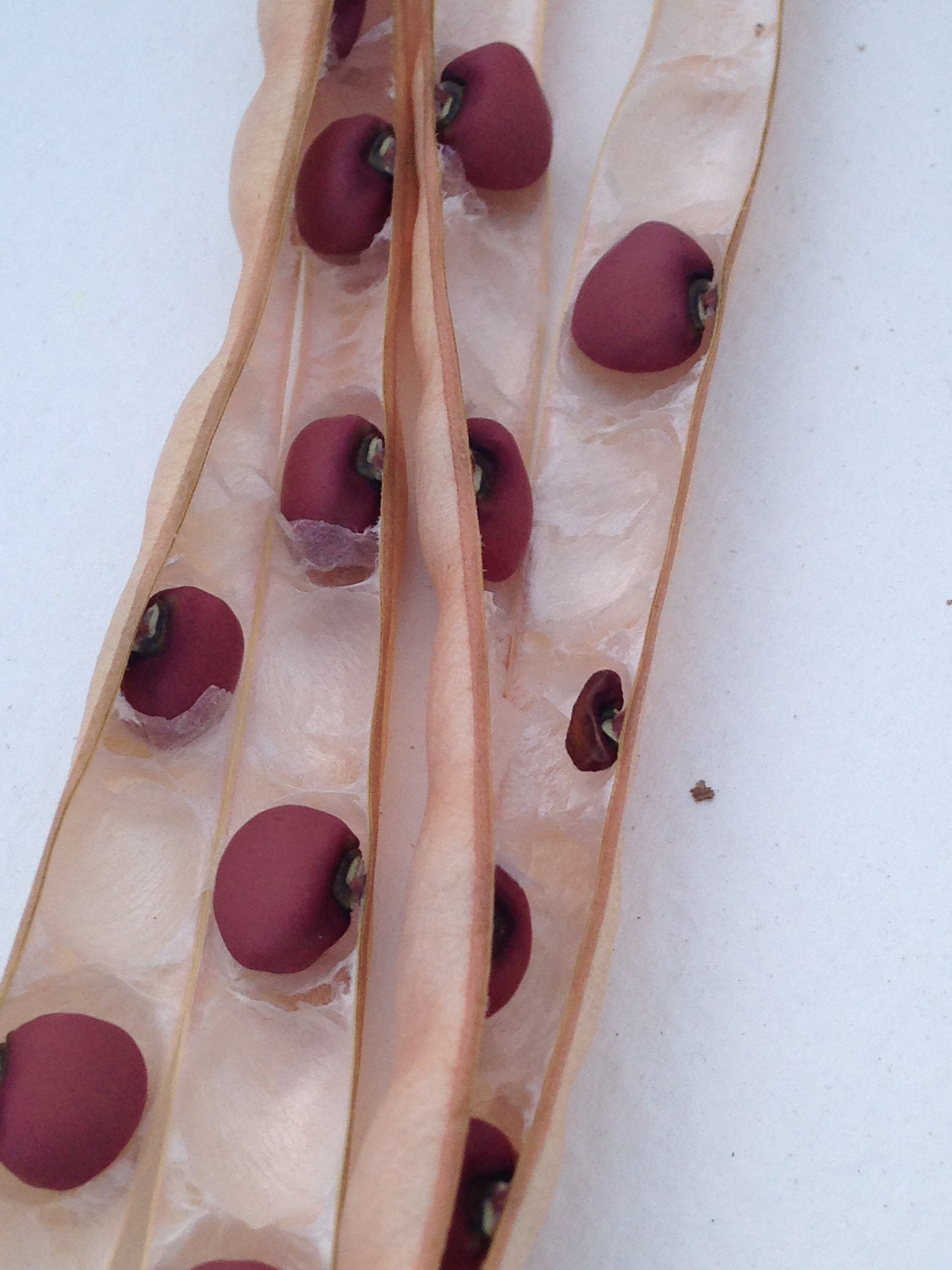 Red Ripper Cowpea Seeds Organic Non GMO Heirloom USA | Etsy