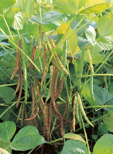 Red Ripper Cowpea Seeds Non GMO Heirloom USA Vegetable Field - Etsy