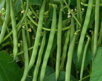 50 Beans Calima Bush Seeds - Etsy