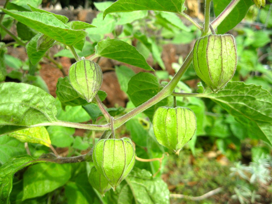 Hawaiian Giant Poha Berry Seeds Physalis Peruviana | Etsy