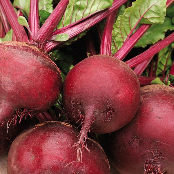Turnip the Beet - Etsy