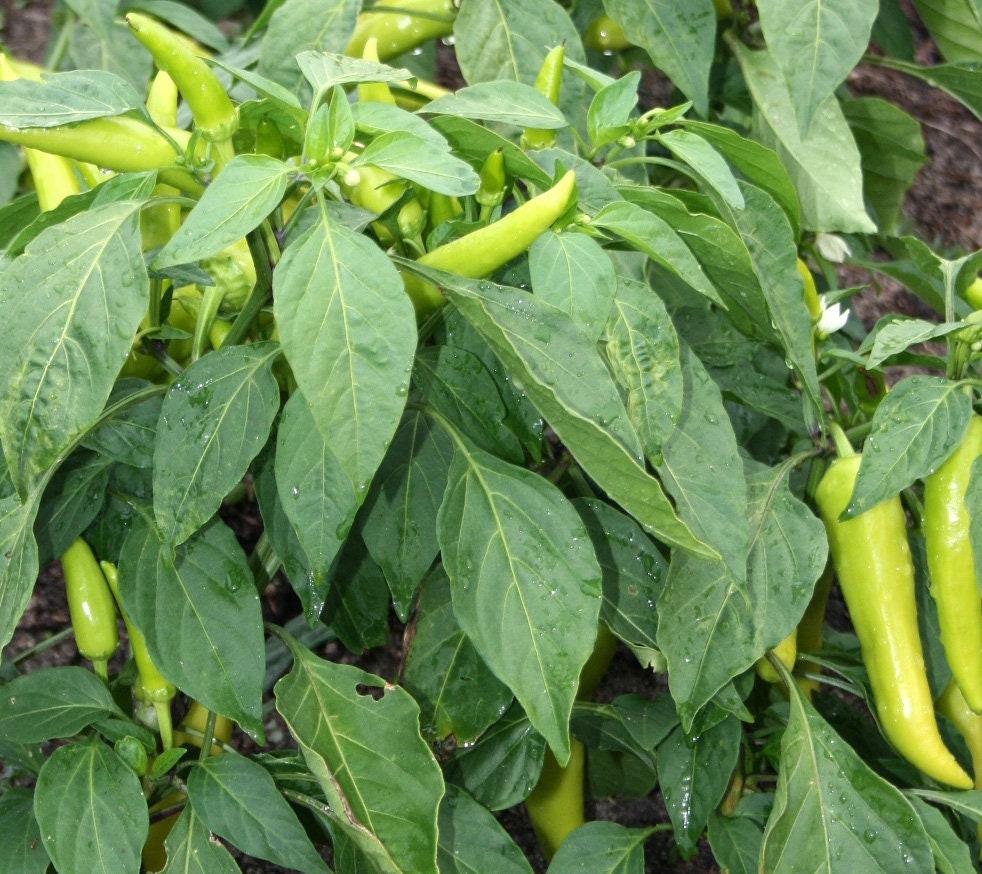 Hungarian Hot Wax Pepper Seeds 15000 Scoville Guero Yellow - Etsy