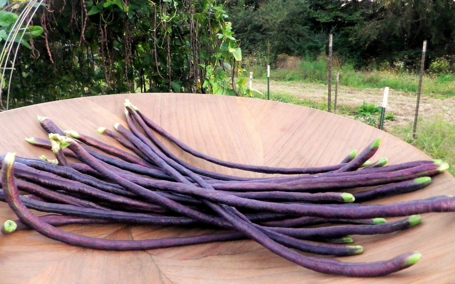 5 Colors Mix Yard Long Bean Seeds Purple, Green, Red, Pink, White Blend ...