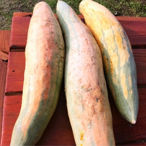 North Georgia Candy Roaster Seeds Georgia Pumpkin Pink Banana Winter ...