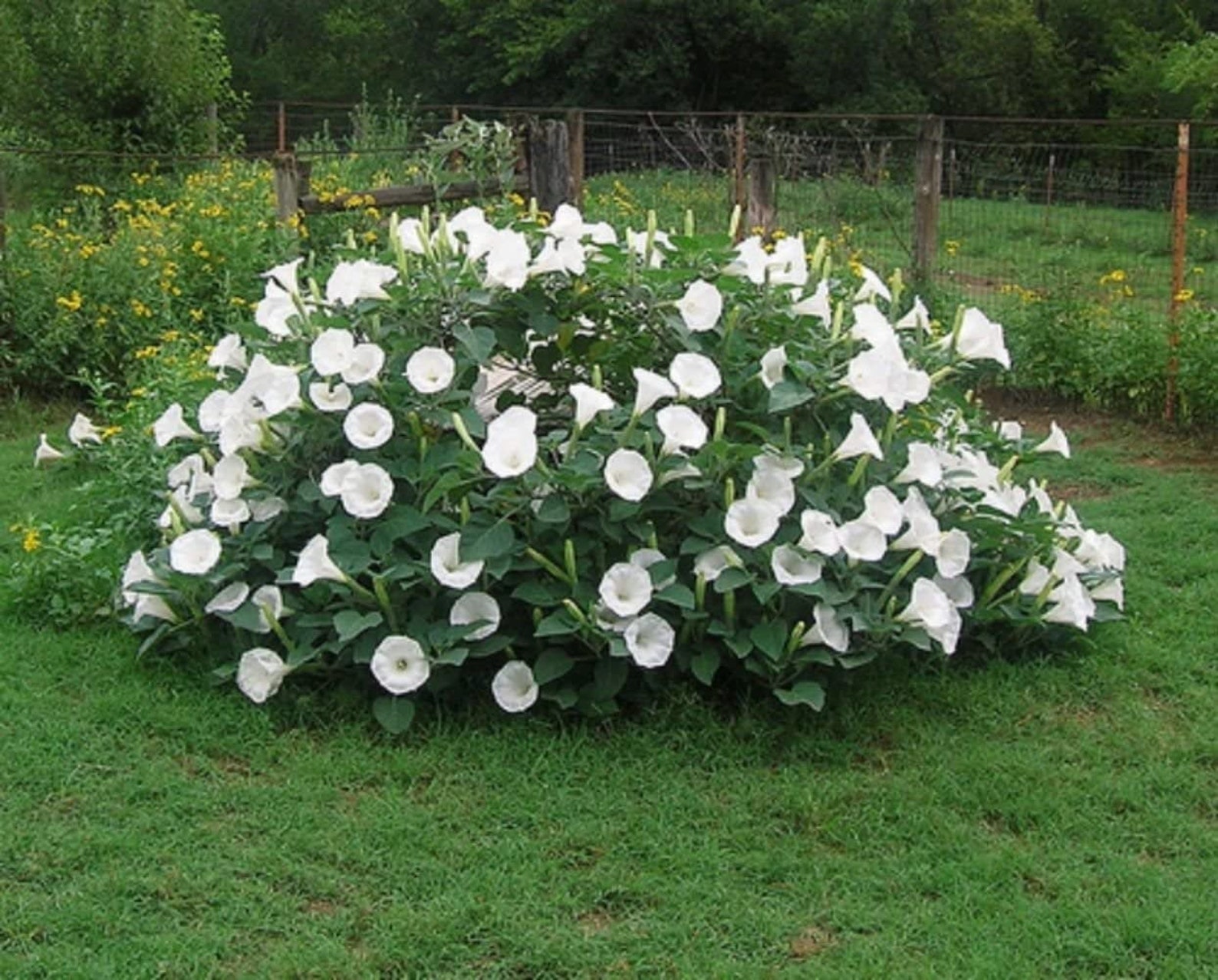 Moonflower Tropical White Morning Glory Seeds USA Garden Moon | Etsy