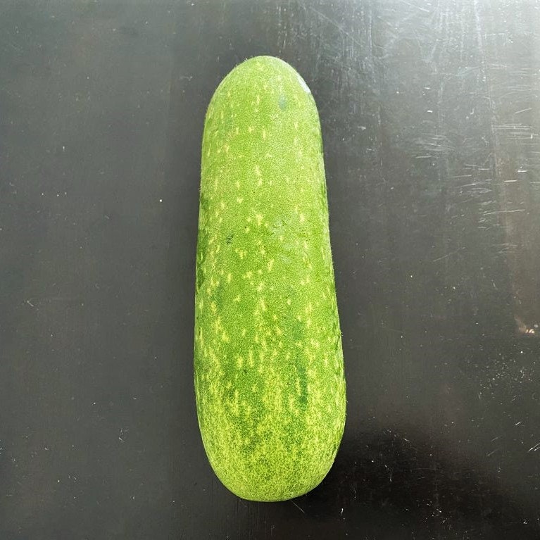 Fuzzy Star Fuzzy Melon Seeds Wax Gourd Fuzzy Hair Hairy - Etsy