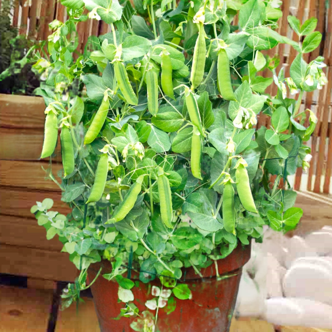 Patio Pride Snap Pea Seeds AAS Winner Container Small Garden Bush Dwarf ...