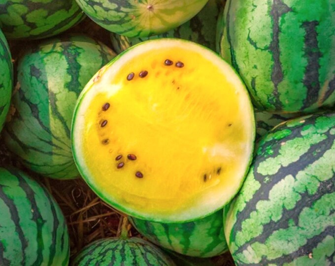 Giant Congo Watermelon Seeds - Etsy