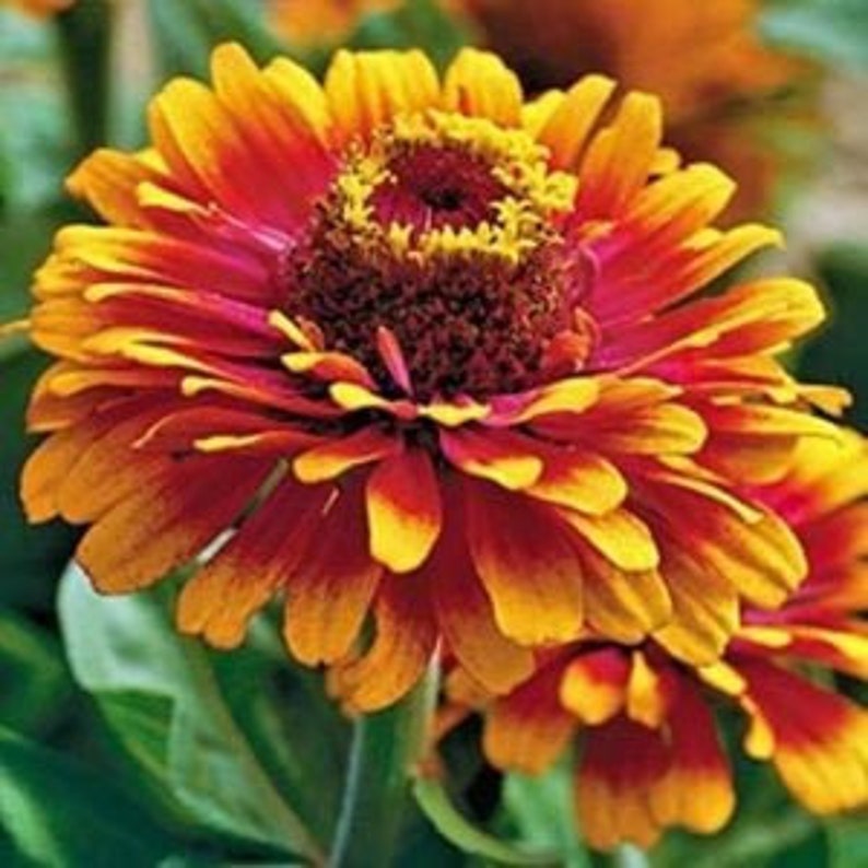Sombrero Zinnia Seeds Garden Flower Bold Bicolor Multicolor - Etsy