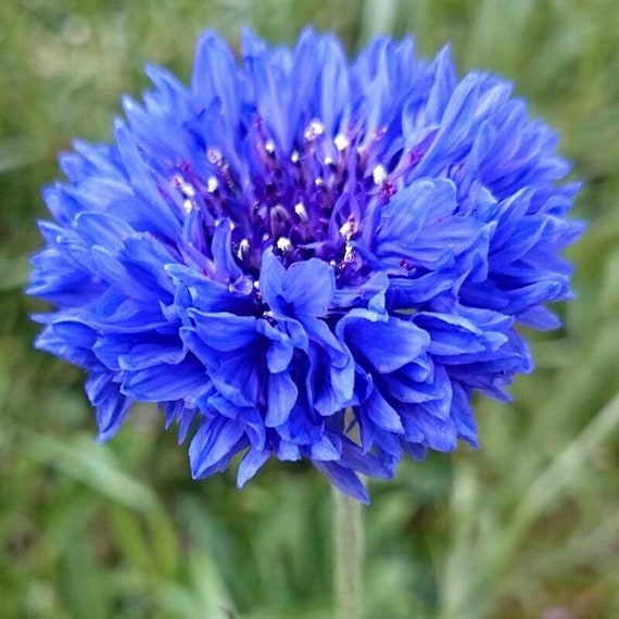 Blue Cornflower