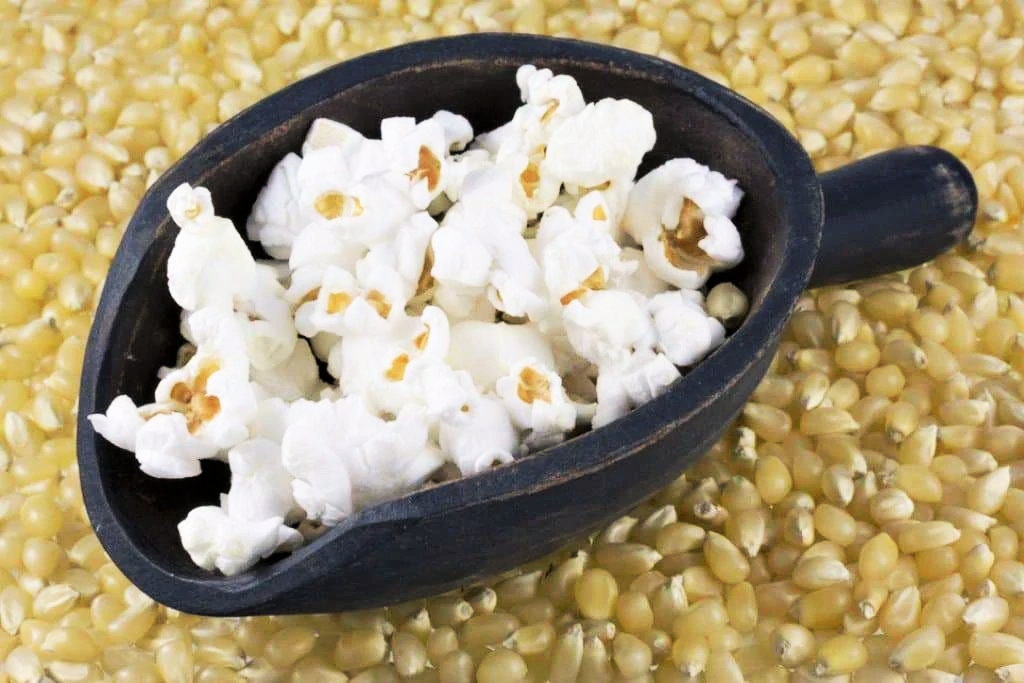 Japanese White Hulless Popcorn Seeds Popping Ornamental Corn - Etsy