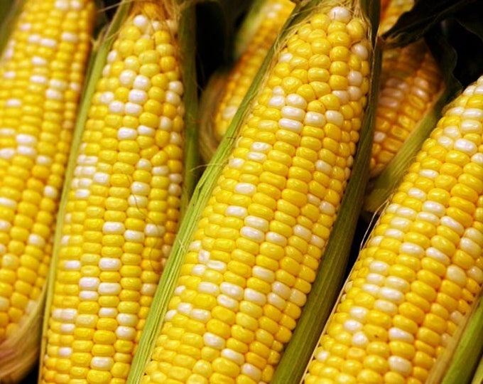 Ambrosia Sweet Corn, Ambrosia Bi-color Corn, Hybrid NON GMO, 50 Seeds ...