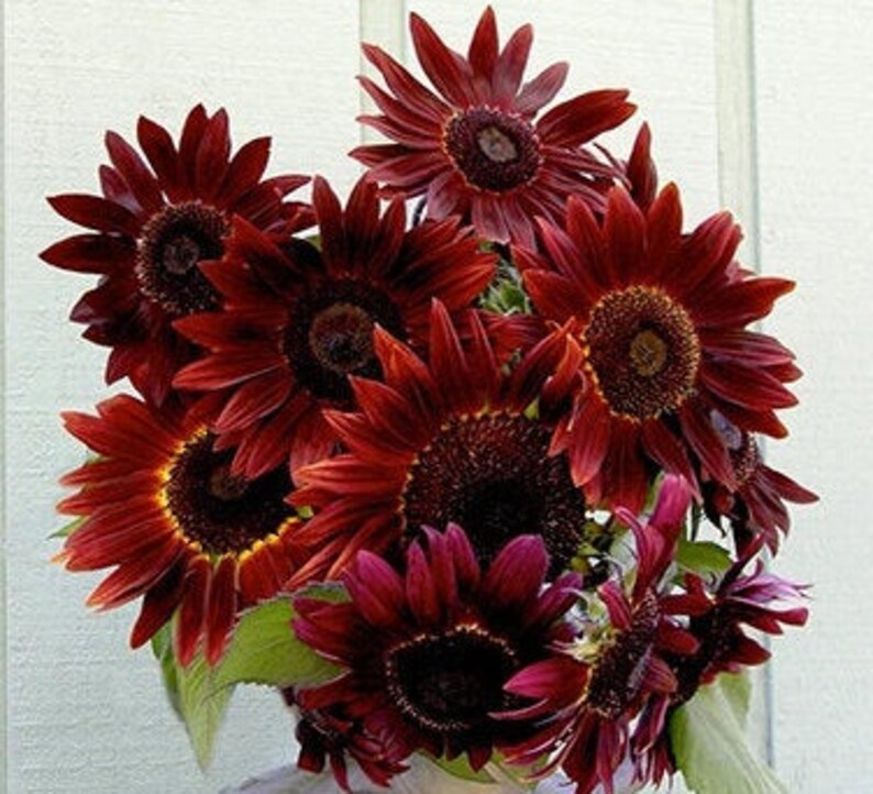 Red Sun Sunflower Seeds Maroon Burgundy Gold Sun Flower Non - Etsy