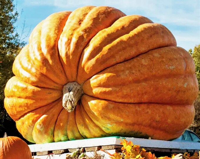 Silver Edge Pumpkin Seeds - Etsy