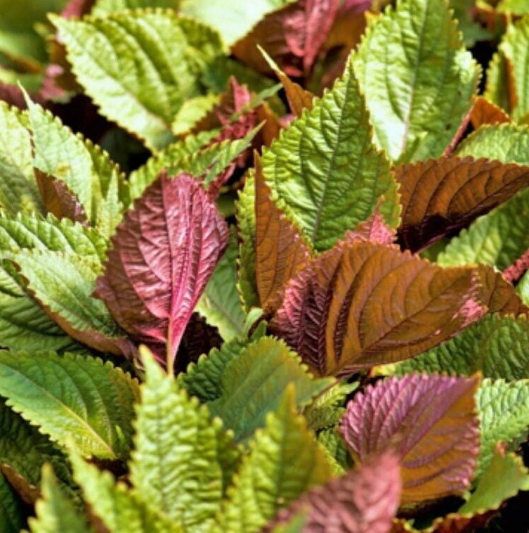 Vietnamese Perilla Seeds shiso La Tía Tô Rau Tia to Sesame - Etsy Australia