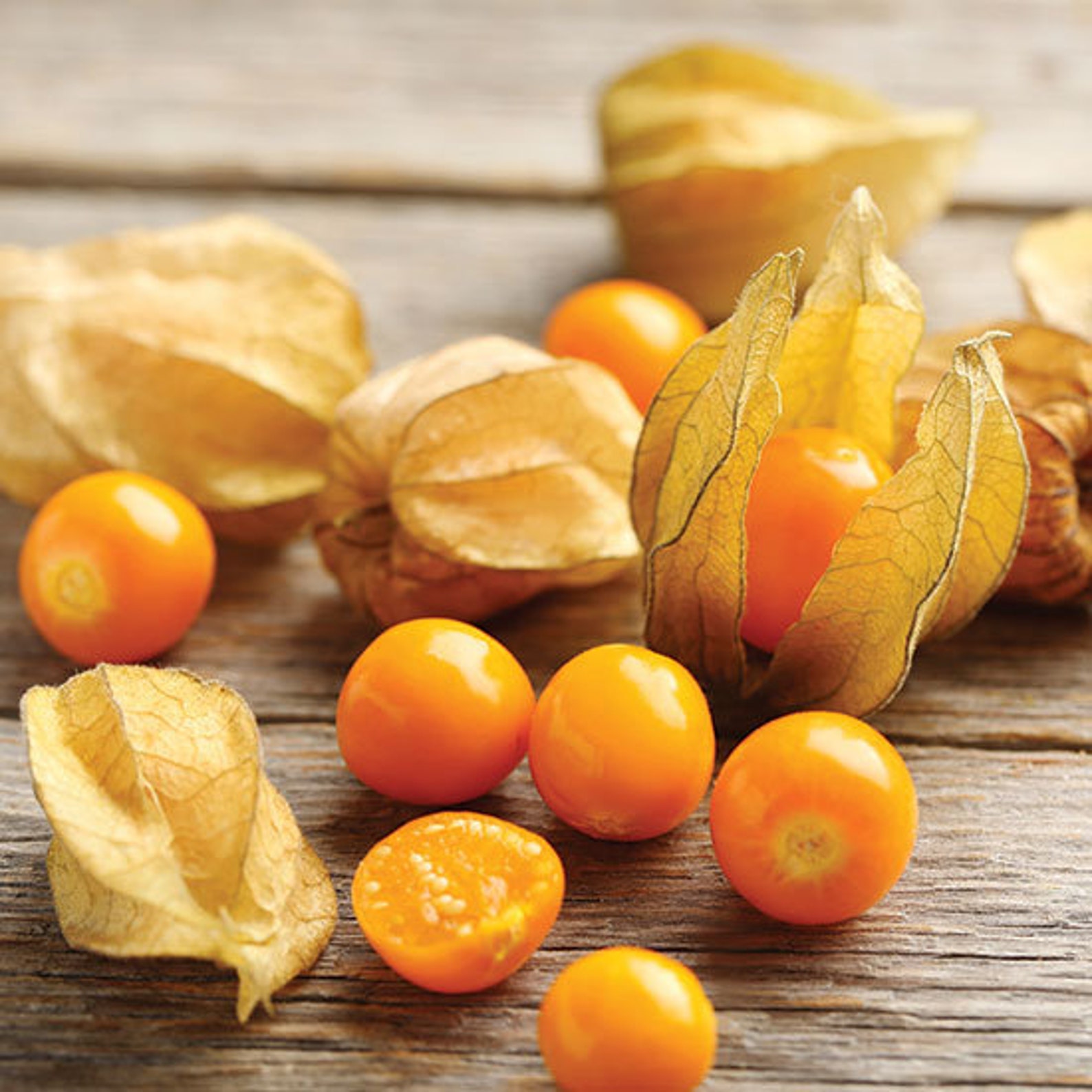 Strawberry Ground Cherry Seeds Physalis Pruinosa Etsy Strawberry Ground Cherry Seeds Physalis Pruinosa Etsy