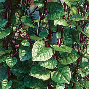 Red Stem Malabar Spinach Seeds Basella Alba Rubra Leaf Vining Green ...
