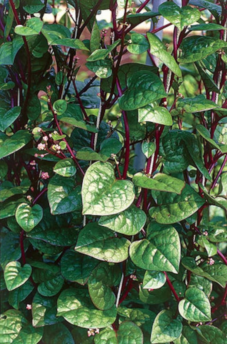 Red Stem Malabar Spinach Seeds Basella Alba Rubra Leaf - Etsy