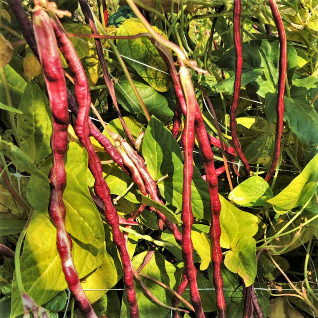 Mosaic Yard Long Bean Seeds Nongmo Heirloom Purple Pink White Chinese ...