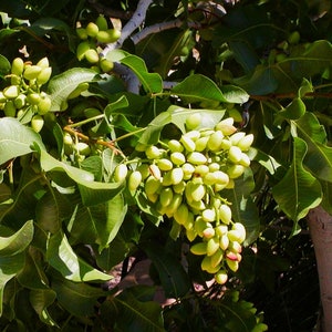 Pistachio Tree Seeds Pistacia Vera Green Pista Pistache Persian Fruit ...