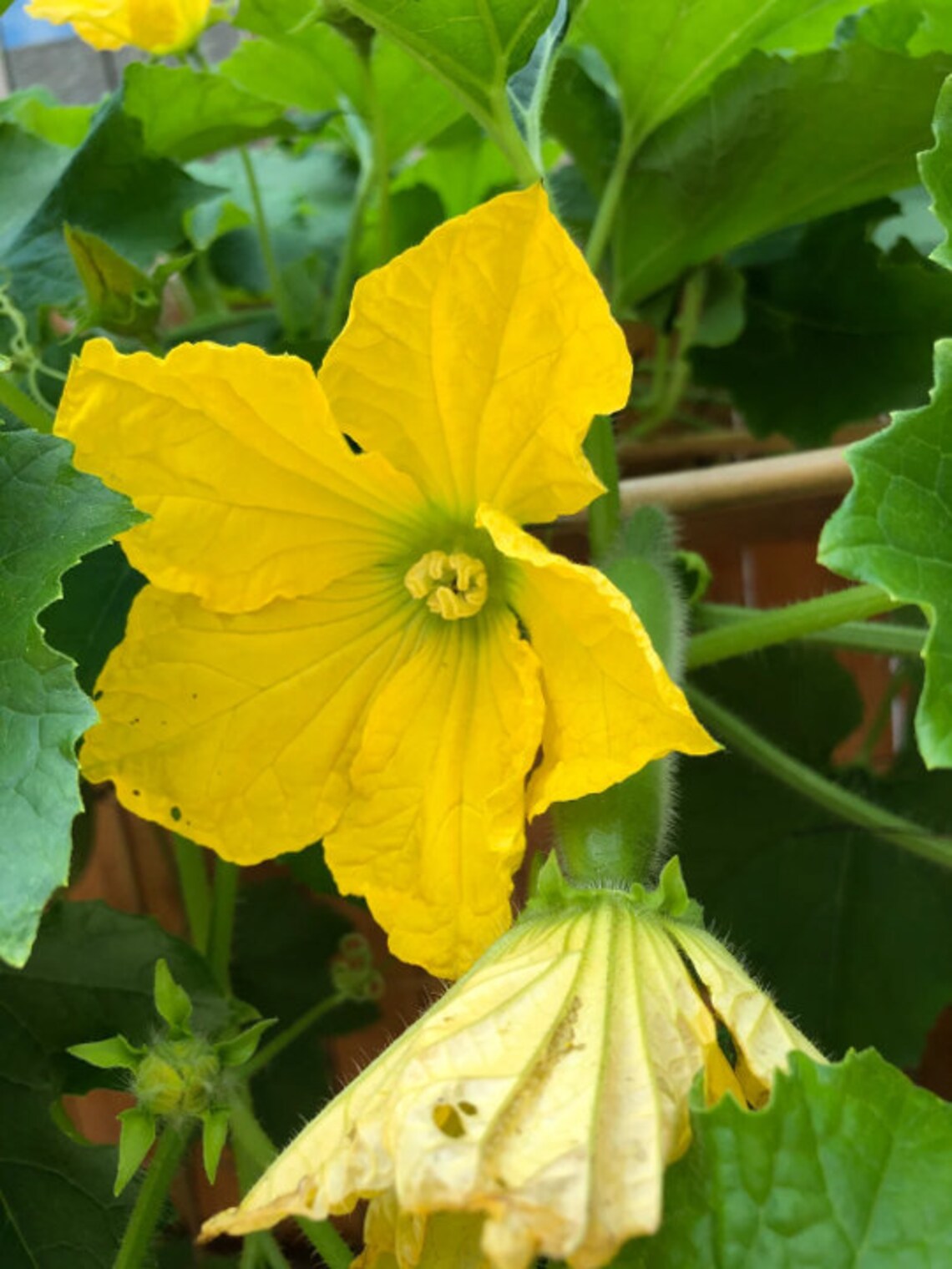 Fuzzy Star Fuzzy Melon Seeds Wax Gourd Fuzzy Hair Hairy - Etsy