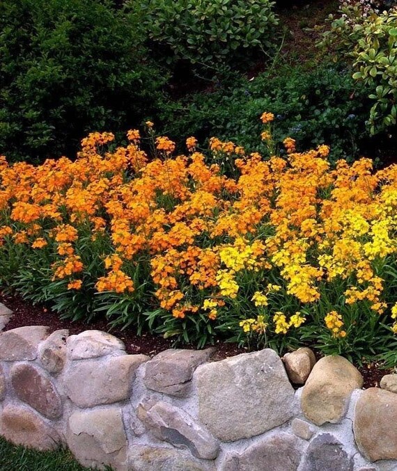 Cheiranthus Allionii